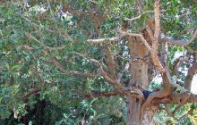 Zacchaeus Sycamore Fig Tree Sights & Attractions - Project Expedition