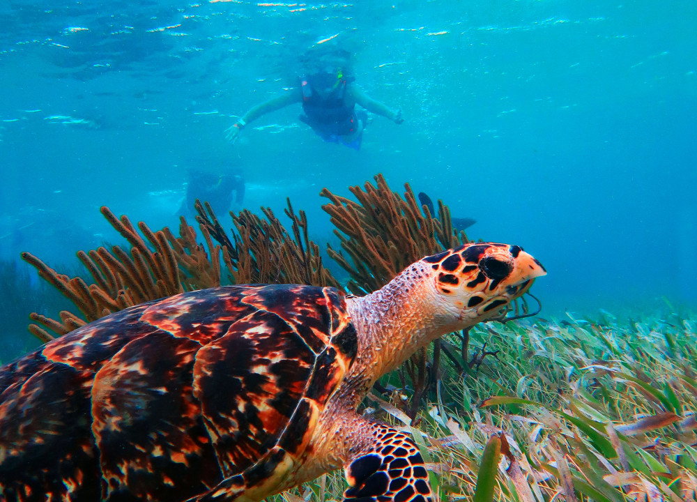 Reef Snorkeling In National Park From Cancun With Beachside Lunch ...