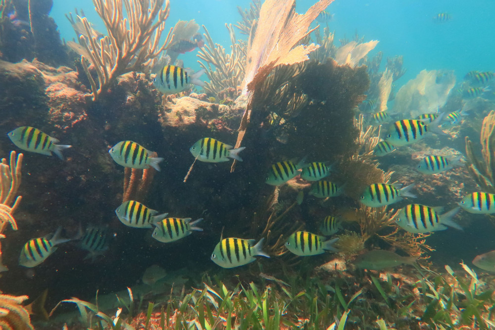 Reef Snorkeling In National Park From Cancun With Beachside Lunch ...