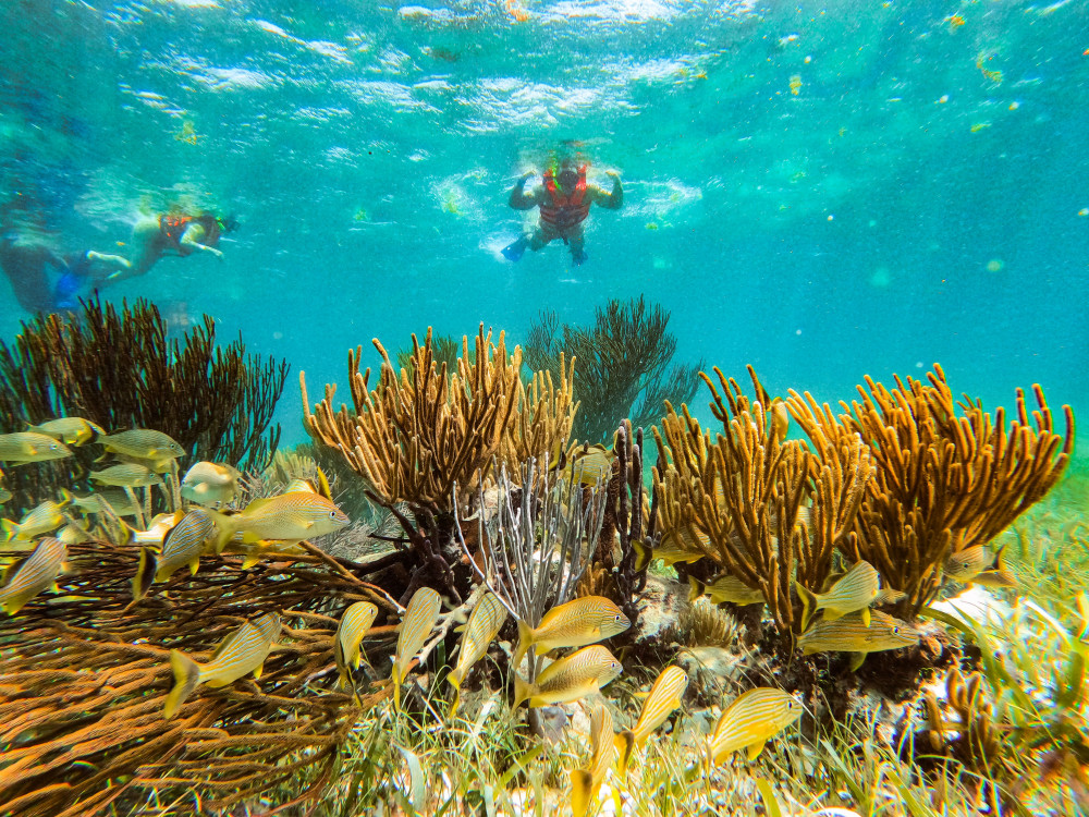 Reef Snorkeling In National Park From Cancun With Beachside Lunch ...