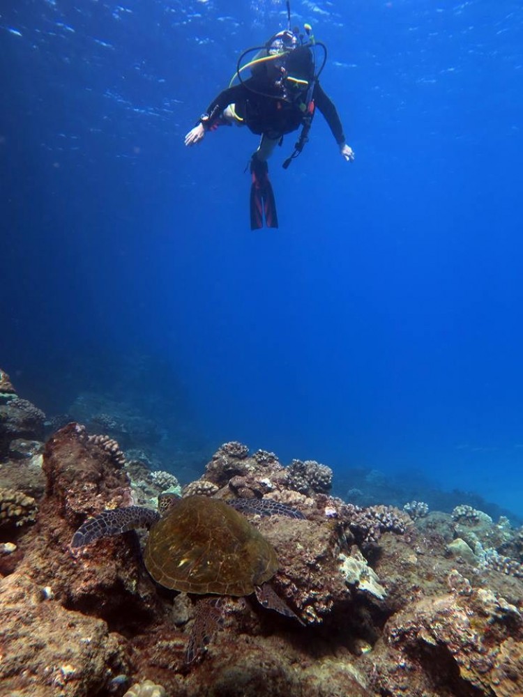 Shore Dive for Certified Diver - Lahaina | Project Expedition