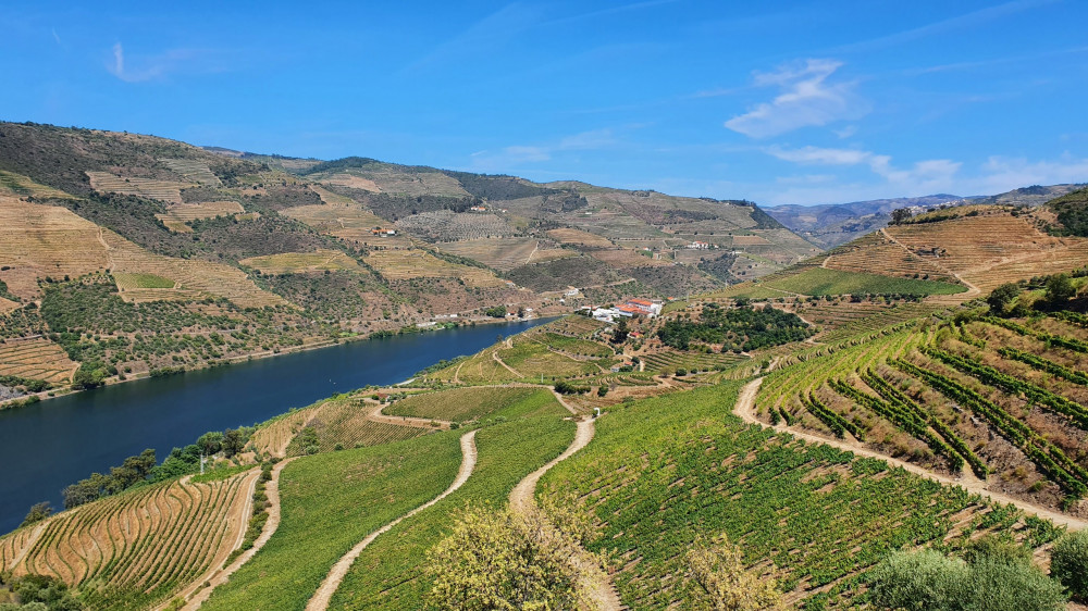 Private Tour to the Douro Valley with Train and Green Wine - Porto ...
