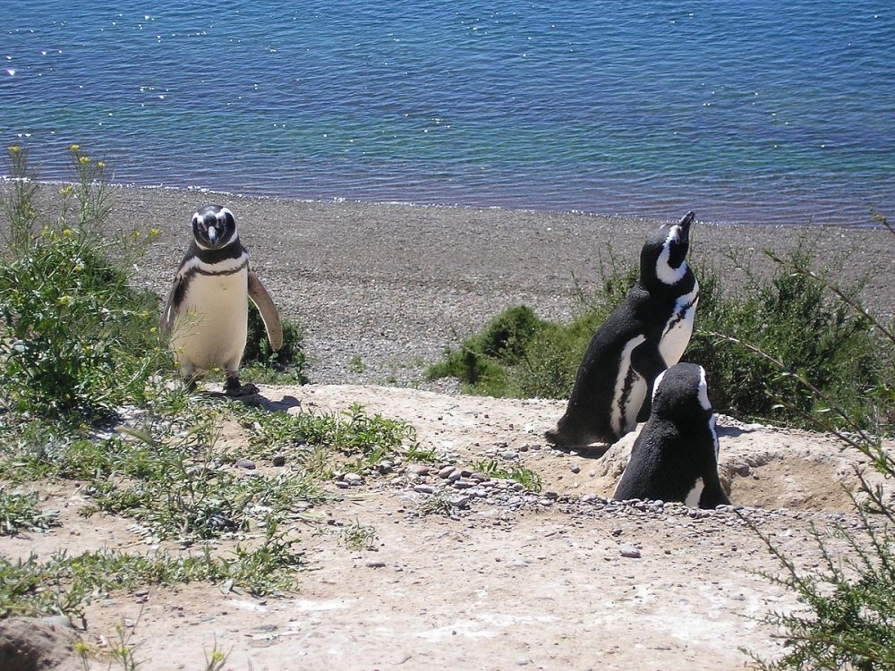 Punta Tombo Sights & Attractions - Project Expedition