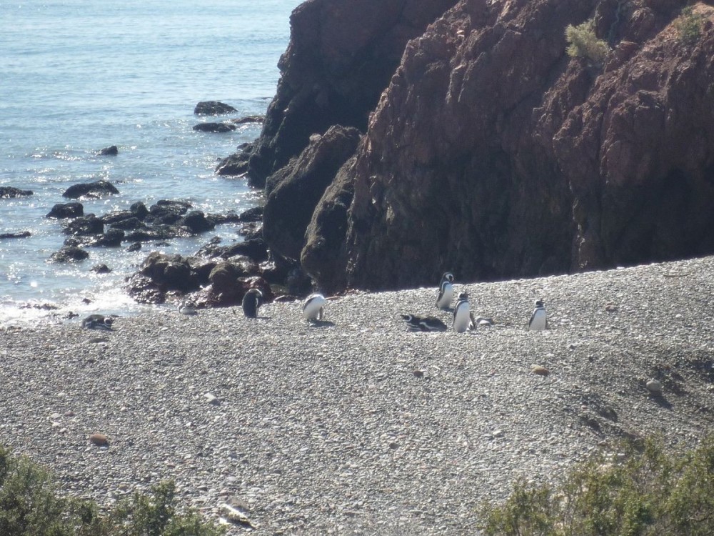 Punta Tombo Sights & Attractions - Project Expedition