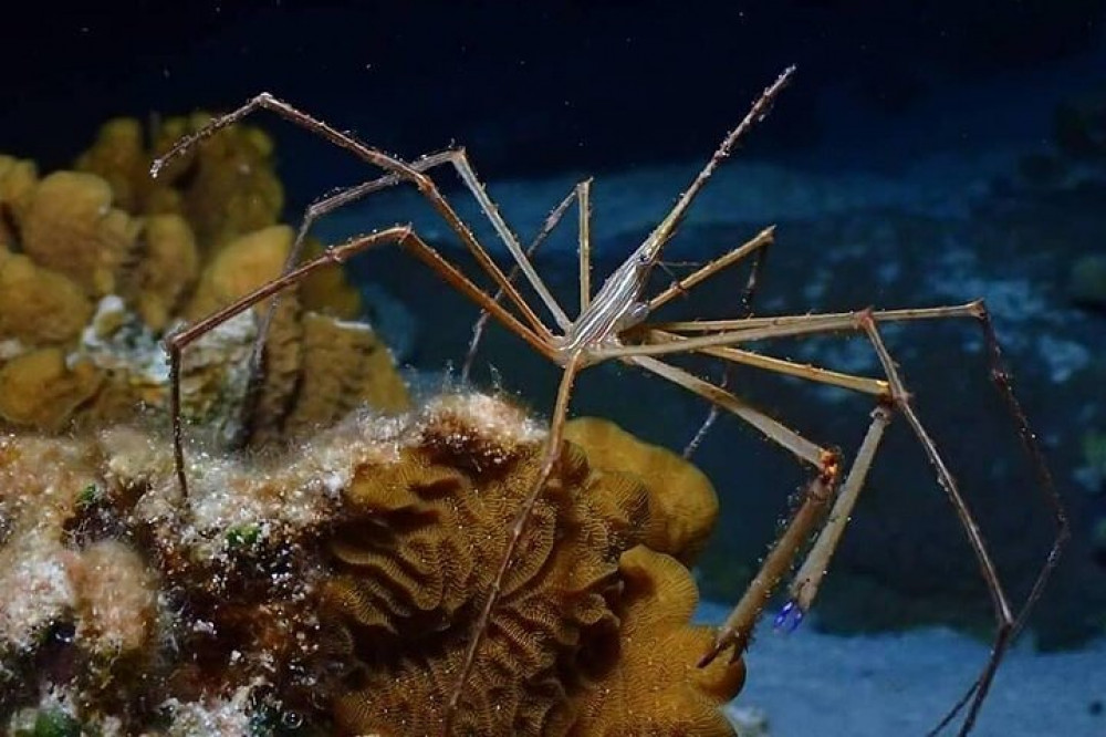 Roatan Night Snorkel Adventure - French Cay (French Harbor) | Project ...