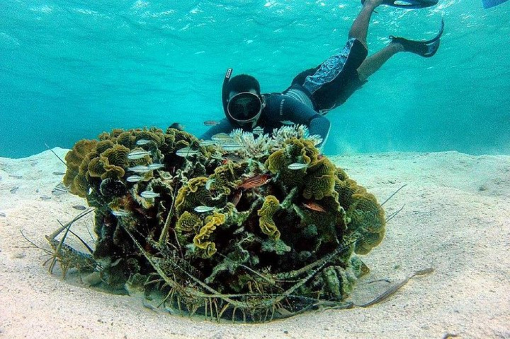 Roatan - The All in one Roatan Adventure - French Cay (French Harbor ...