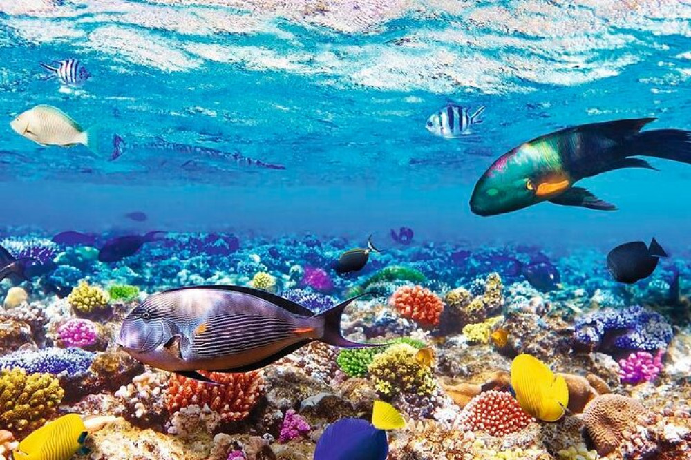 Samadai Reef Snorkelling Boat Trip From Marsa Alam - Hurghada | Project ...