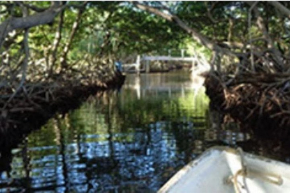 Garifuna History and Mangrove Tour with Monkey, Sloth Eco-Park - Coxen ...