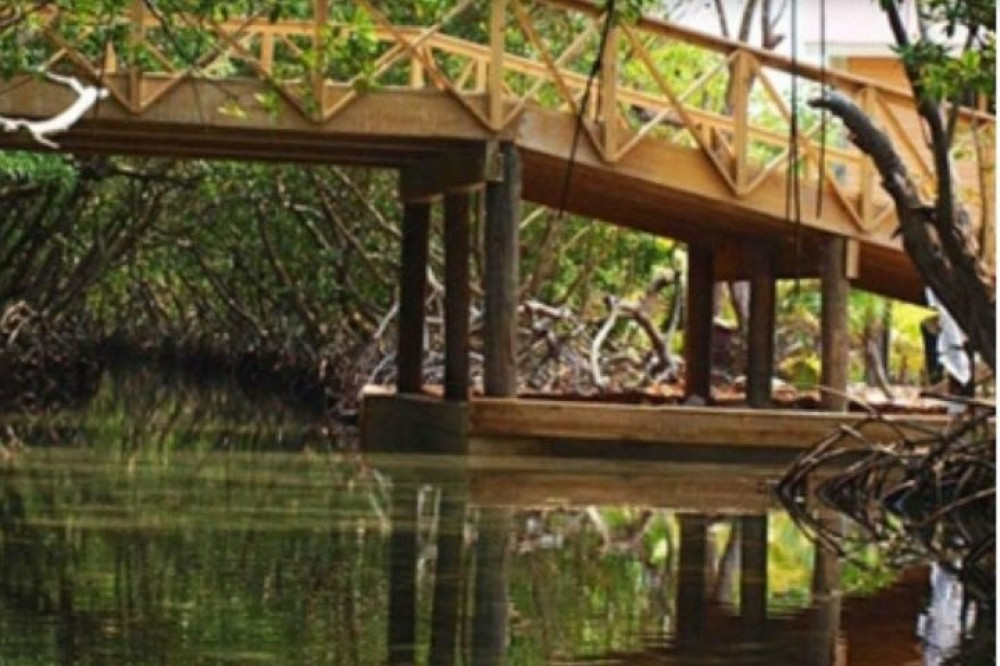 Garifuna History and Mangrove Tour with Monkey, Sloth Eco-Park - Coxen ...