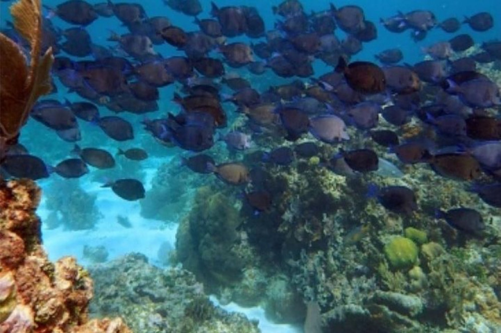 Half-day Combo Horseback, Zip Line, Monkey, Sloths and Snorkel - Coxen ...