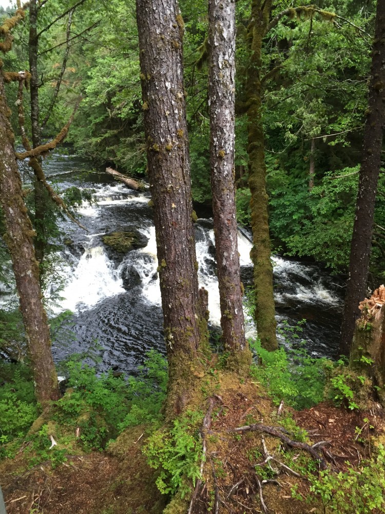 3 Hour Alaska Rainforest Hiking Tour in Tongass National Forest ...