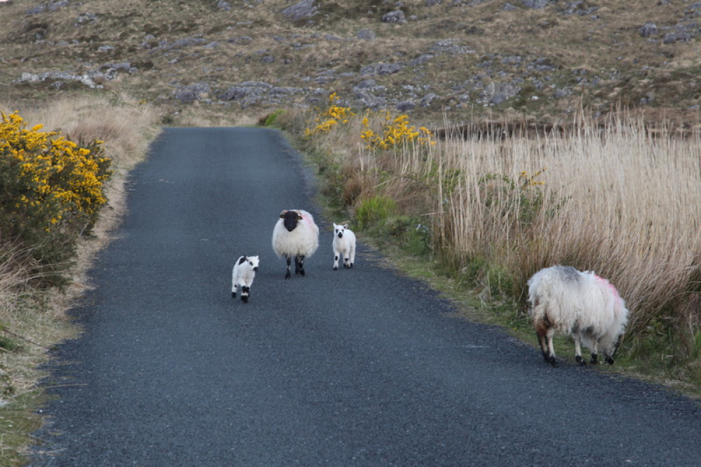 Connemara Guided Day Tour Stop At Kylemore Abbey & Victoria Walled ...