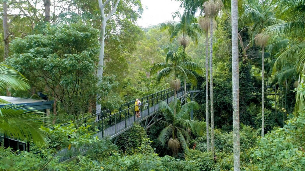 Hop on Hop off Bus with Rainforest Skywalk + Glow Worm Caves From ...