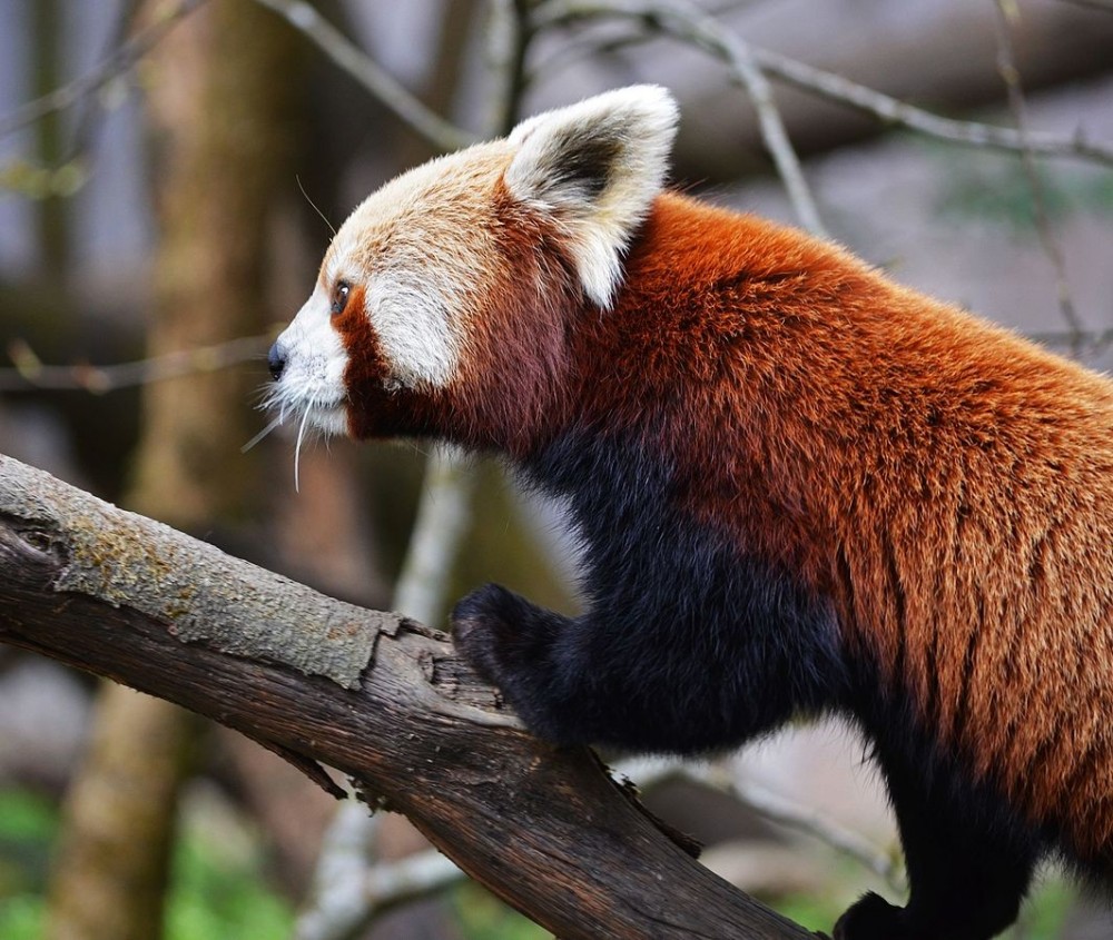 Padmaja Naidu Himalayan Zoological Park Sights & Attractions - Project ...