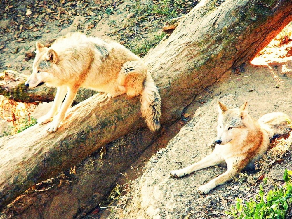 Padmaja Naidu Himalayan Zoological Park Sights & Attractions - Project ...