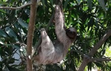 Roatan ATV Adventure With Monkey & Sloth Hangout - Coxen Hole ...