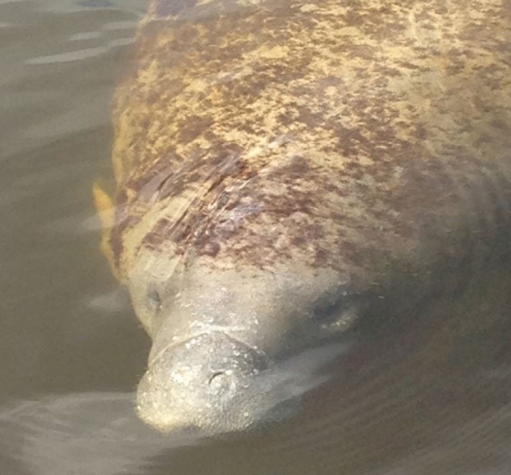 Manatee Sightseeing & Wildlife Boat Tour - Naples | Project Expedition