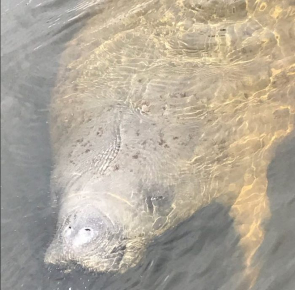 Manatee Sightseeing & Wildlife Boat Tour - Private Party - Naples ...