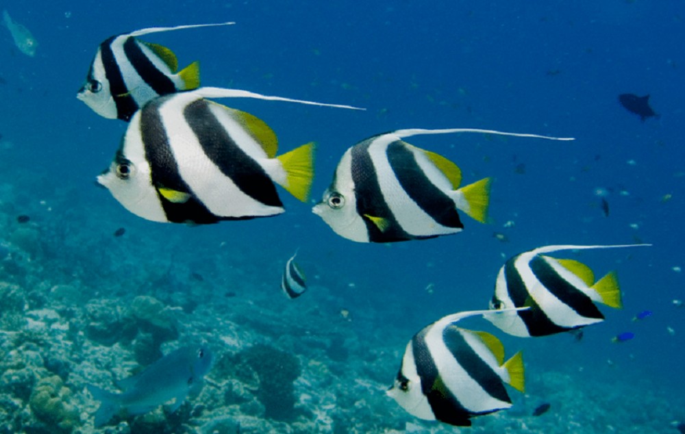 Maldives Marine Life Break - 4D/3N - Male | Project Expedition