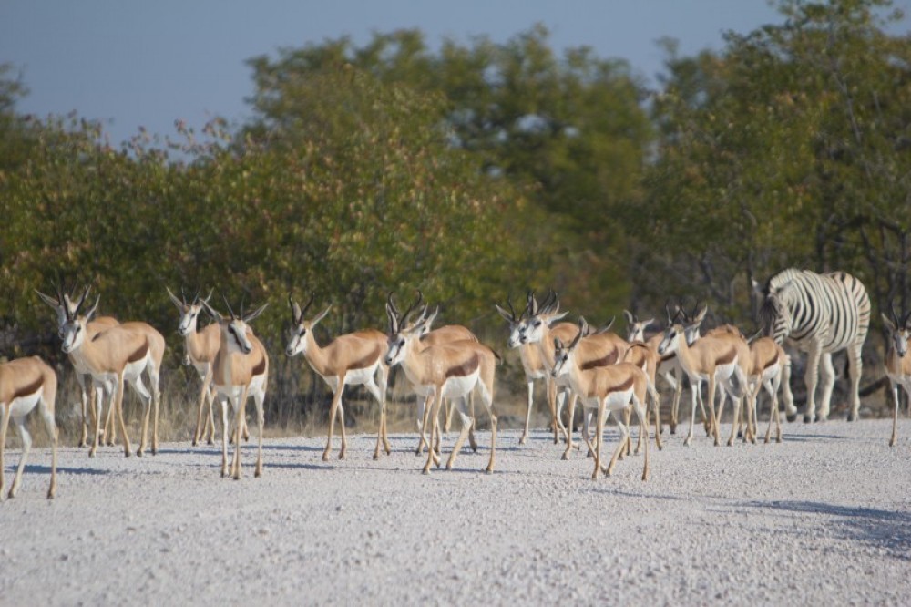 6 Day Dunes & Wildlife Experience Safari - Windhoek | Project Expedition