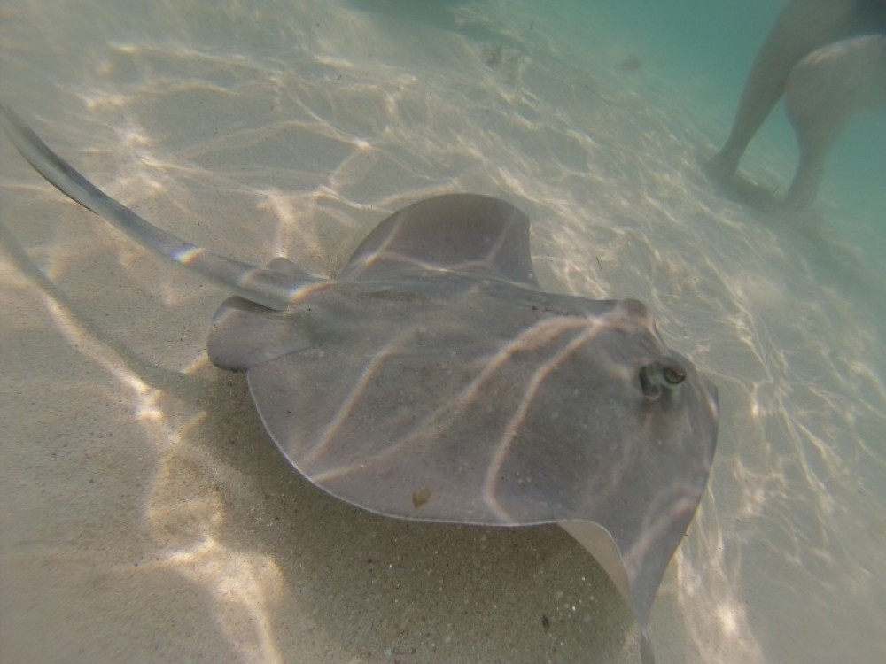 Gibbs Cay | Sights & Attractions - Project Expedition