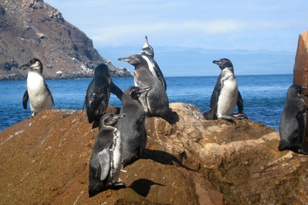 Isabela Island (Galapagos) Sights & Attractions - Project Expedition
