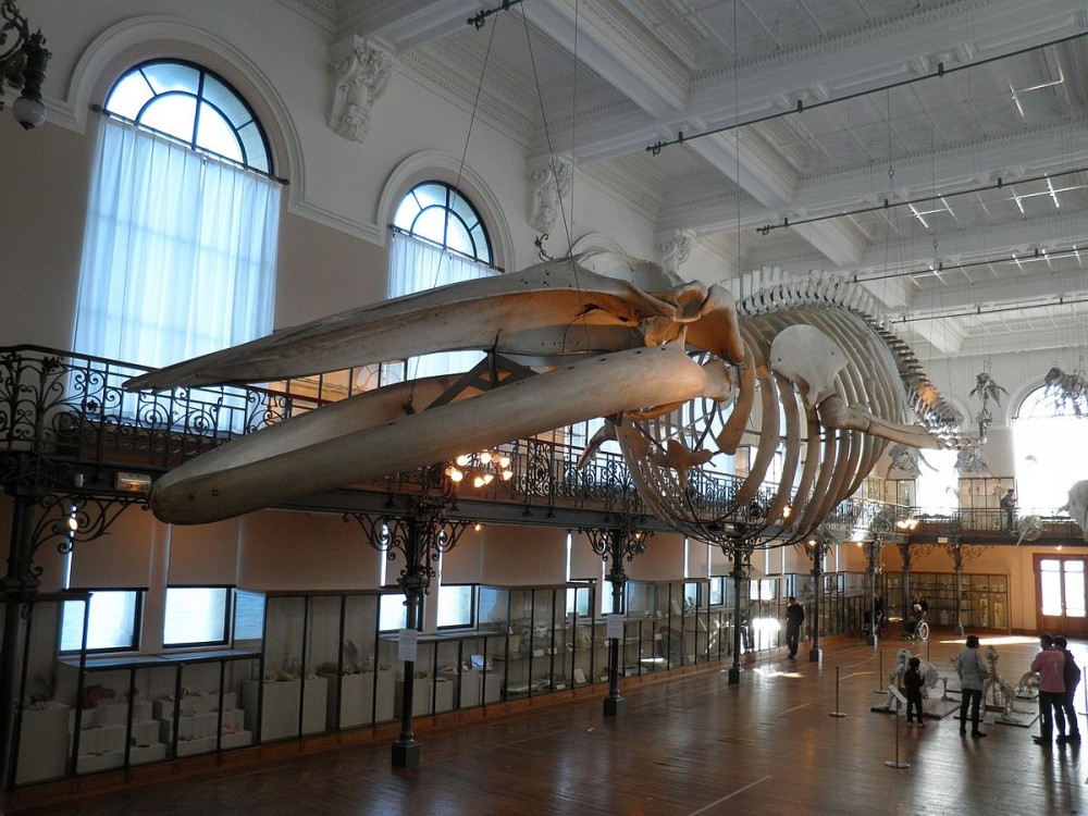 Oceanographic Museum Sights & Attractions - Project Expedition