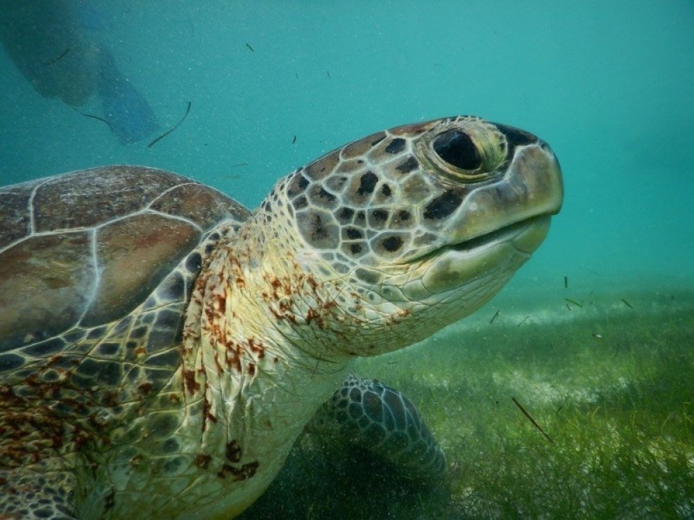 Discover Scuba Diving - Tulum | Project Expedition Discover Scuba Diving - Tulum | Project Expedition