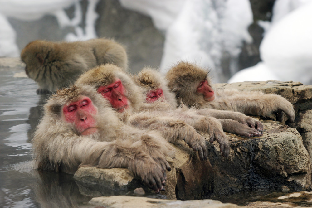 Winter Tour From Nozawa Onsen: Snow Monkeys, Zenko-ji Temple & Sake ...
