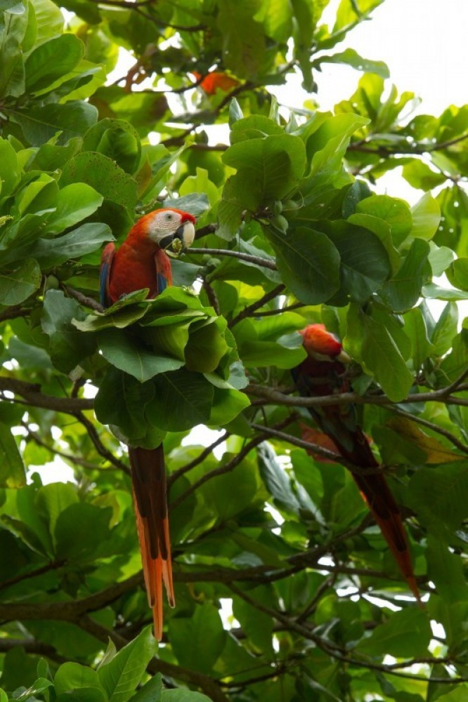 Bird Watching Tour - Jaco | Project Expedition