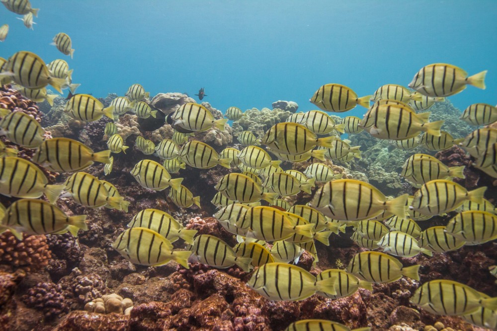 Molokini & Turtle Arches Snorkel - Maalaea | Project Expedition
