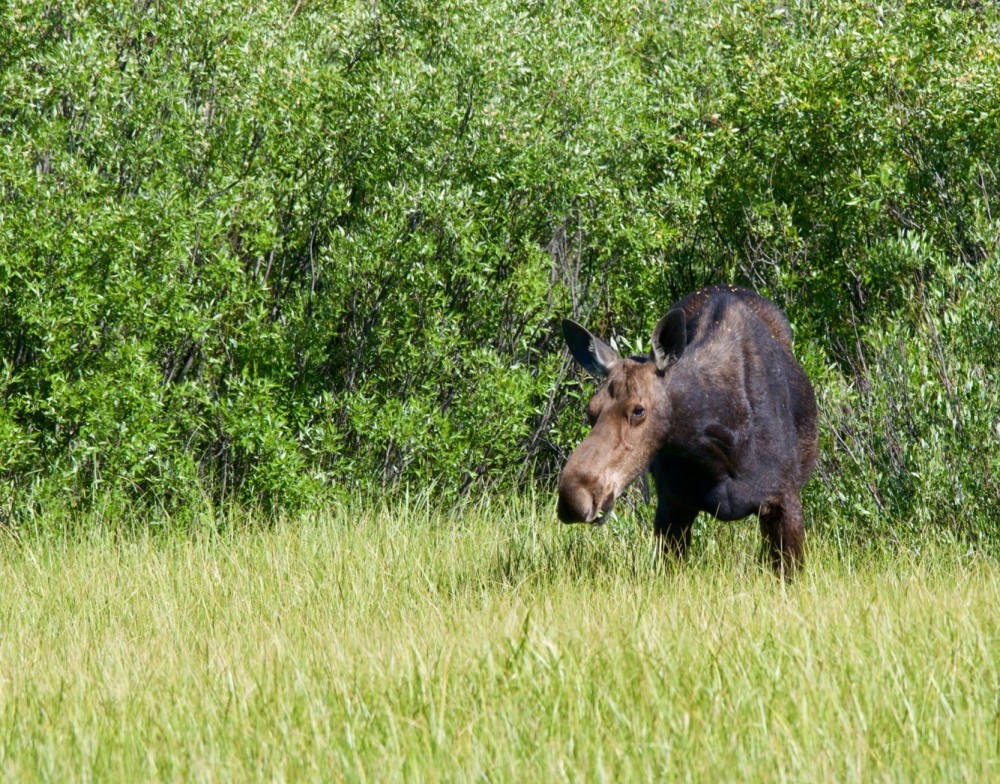 Wildlife Expeditions - Project Expedition