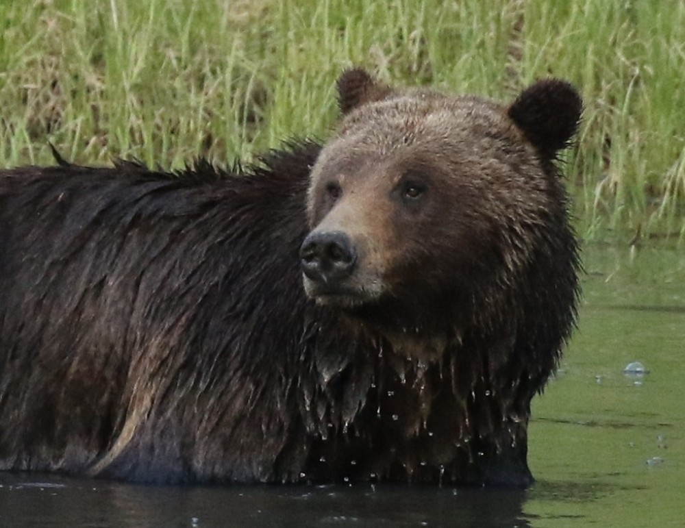 Wildlife Expeditions - Project Expedition