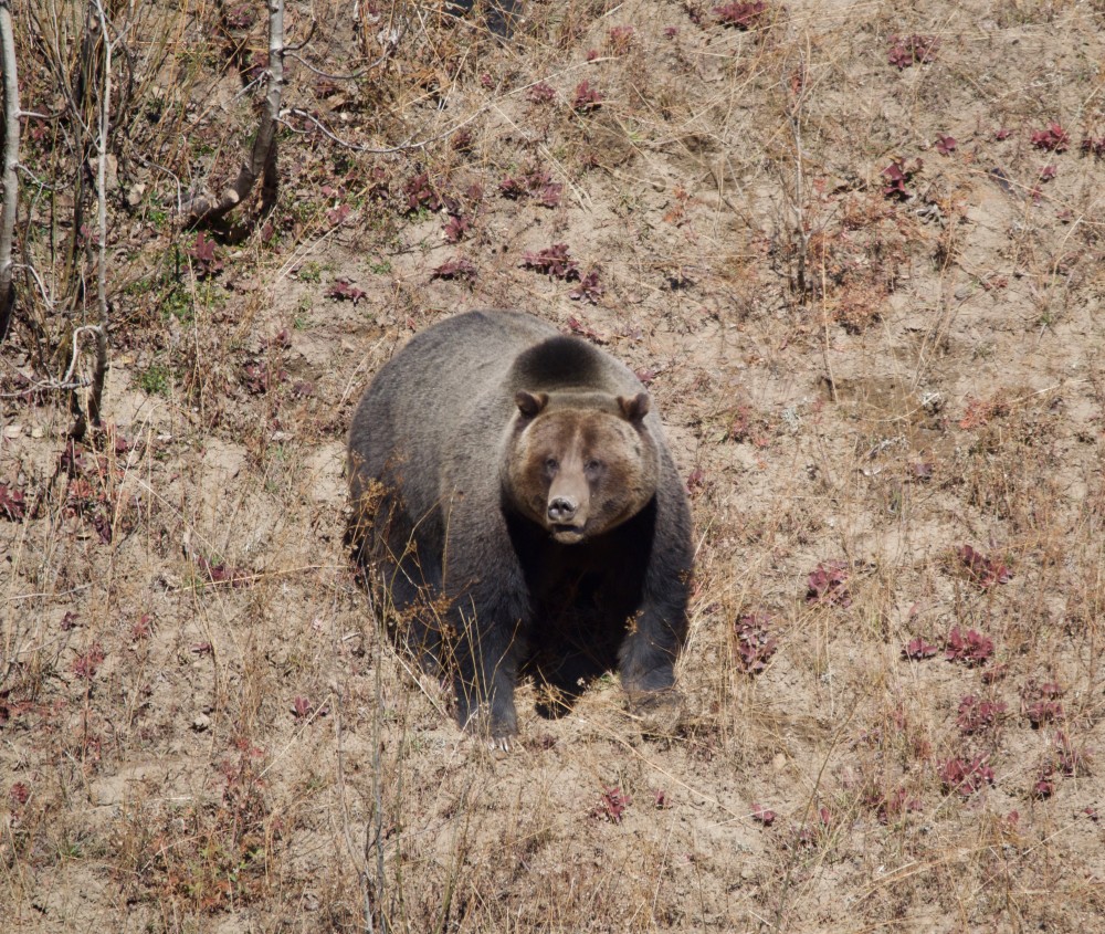 Wildlife Expeditions - Project Expedition