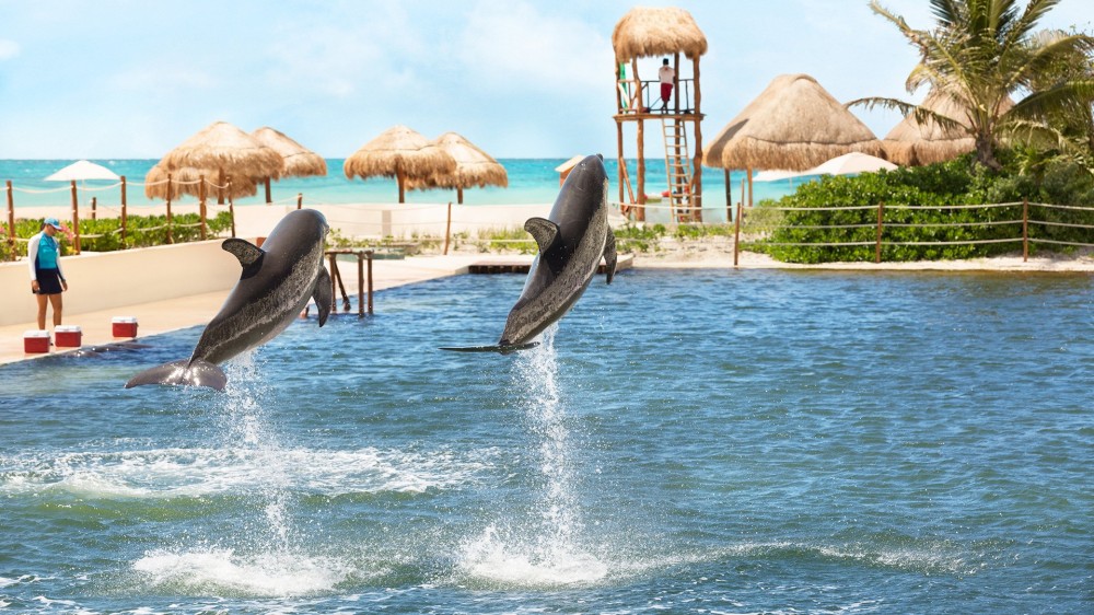 Punta Cancun Delphinus: Couple - Cancun | Project Expedition