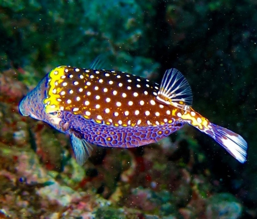 Half Day Snorkeling to the Island of Lanai - Lahaina | Project Expedition