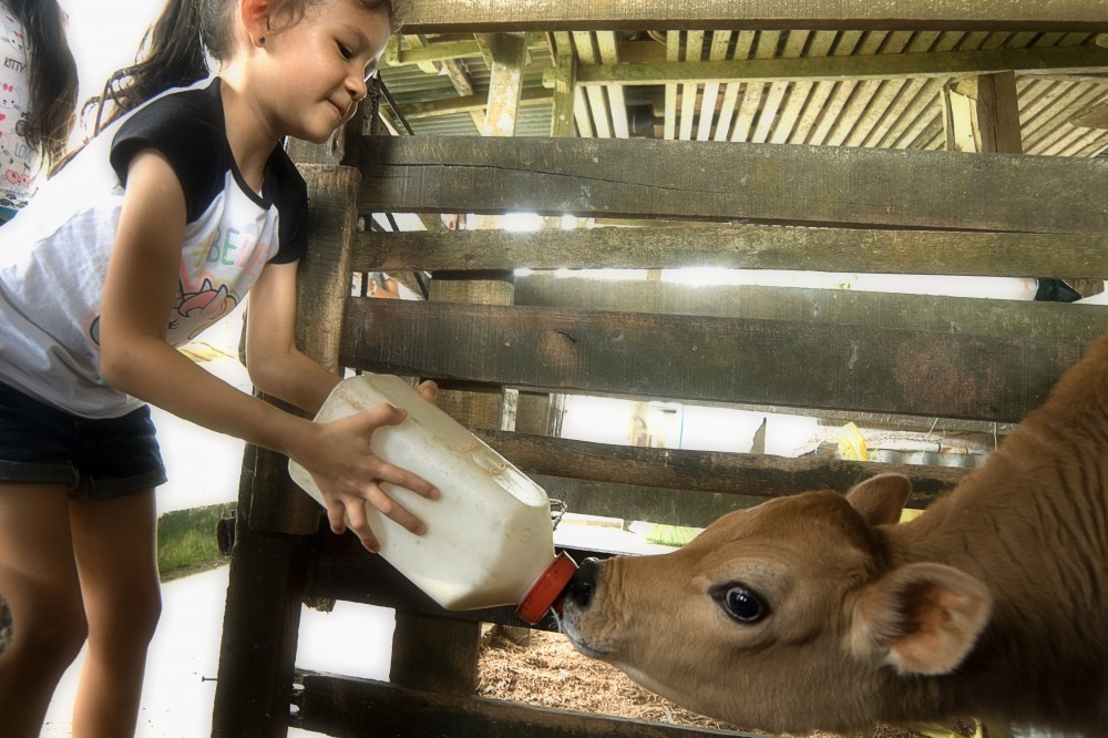 Campesino Farm Experience Traditional Costa Rican Tour - La Fortuna ...