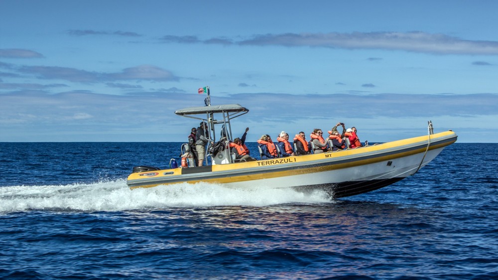 Private Marine Wildlife Boat Tour - Ponta Delgada | Project Expedition