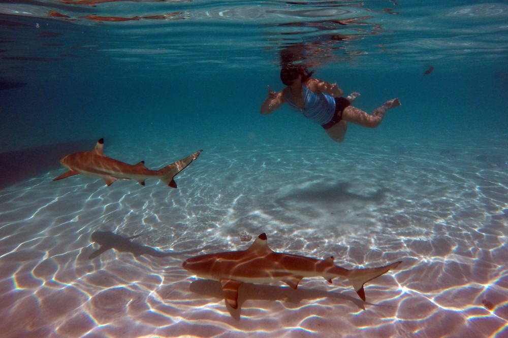 Sunset Tour By Clear Kayak - Moorea | Project Expedition