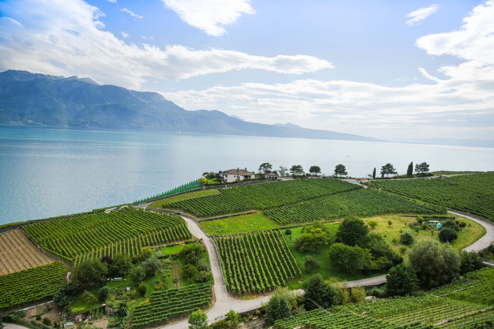 Swiss Wine Tasting in Lavaux Vineyards - Geneva | Project Expedition