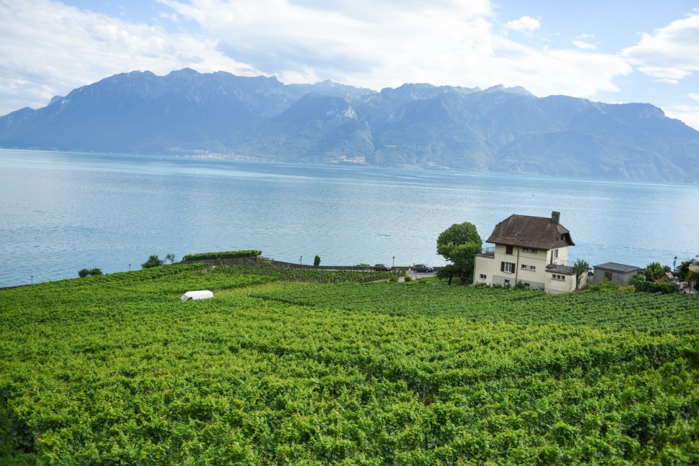 Swiss Wine Tasting in Lavaux Vineyards - Geneva | Project Expedition