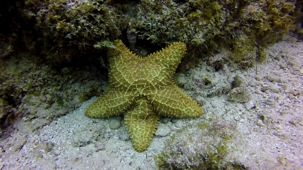 Snorkeling: Mexico Rocks - San Pedro | Project Expedition