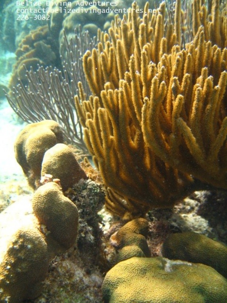 Snorkeling: Mexico Rocks - San Pedro | Project Expedition