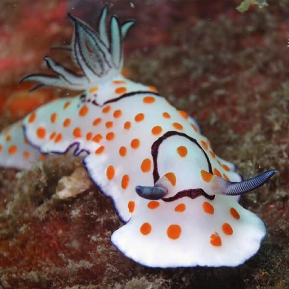 Raya Divers | Project Expedition