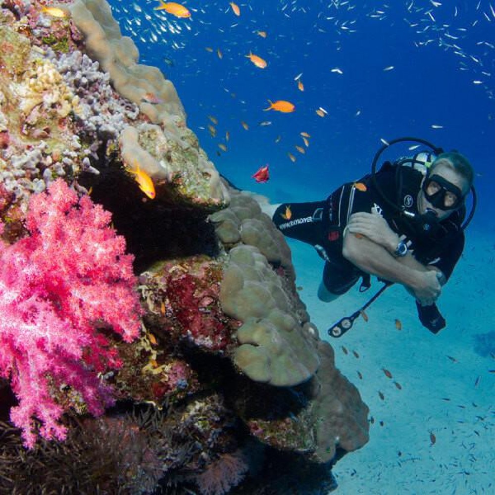 Similan Diving Trip With 2 Reef Dives from Khao Lak - Khao Lak ...