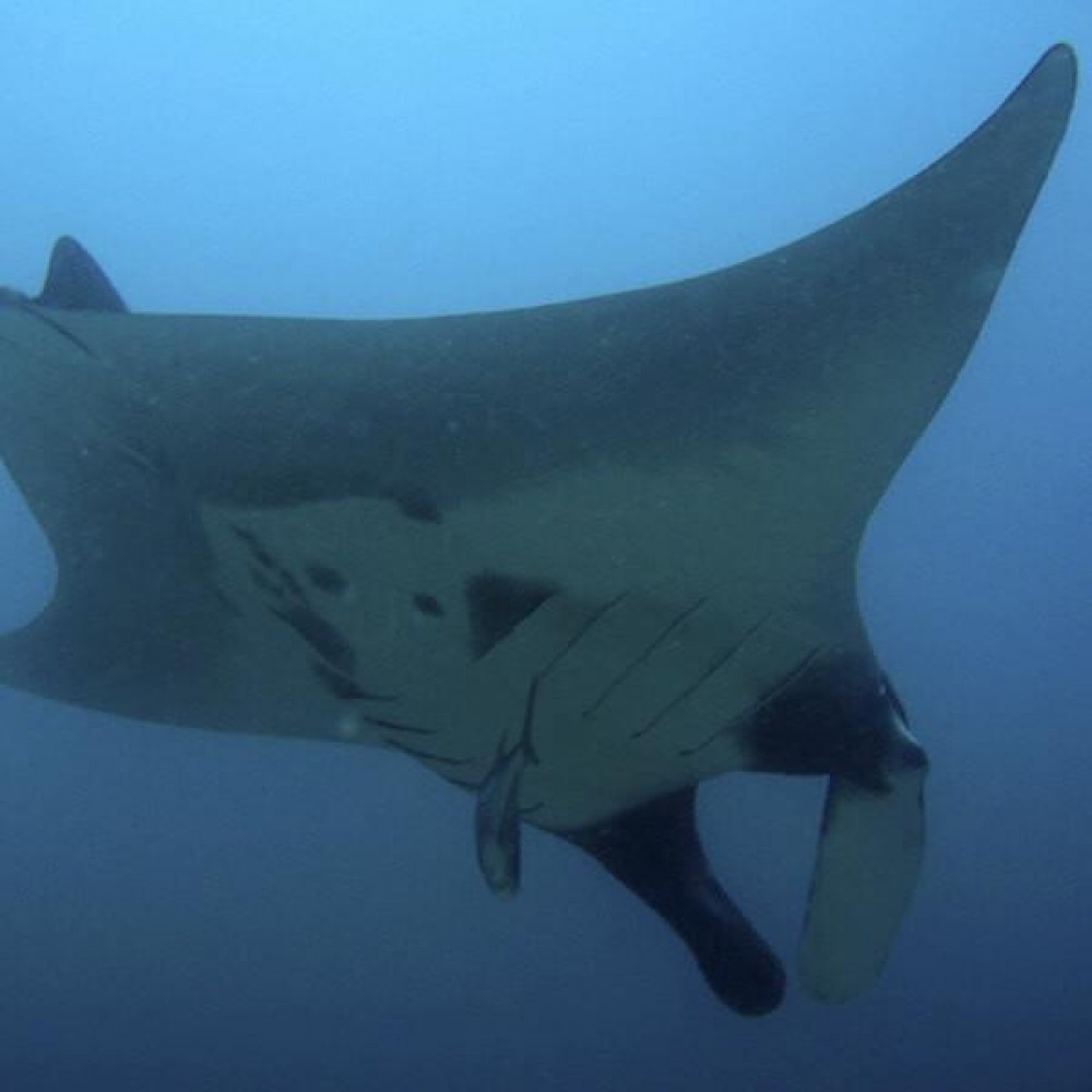 Similan Islands - Snorkeling & Island Tour From Khao Lak - Khao Lak ...