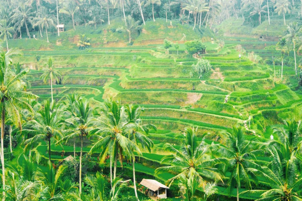 Private Best of Ubud Tour with Jungle Swing - Ubud | Project Expedition