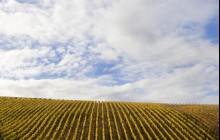 Vinetrekker Wine Tours | Project Expedition