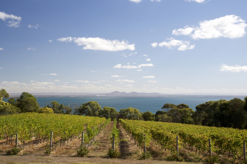 Bellarine Peninsula Wine & Food Day Tour - Geelong | Project Expedition