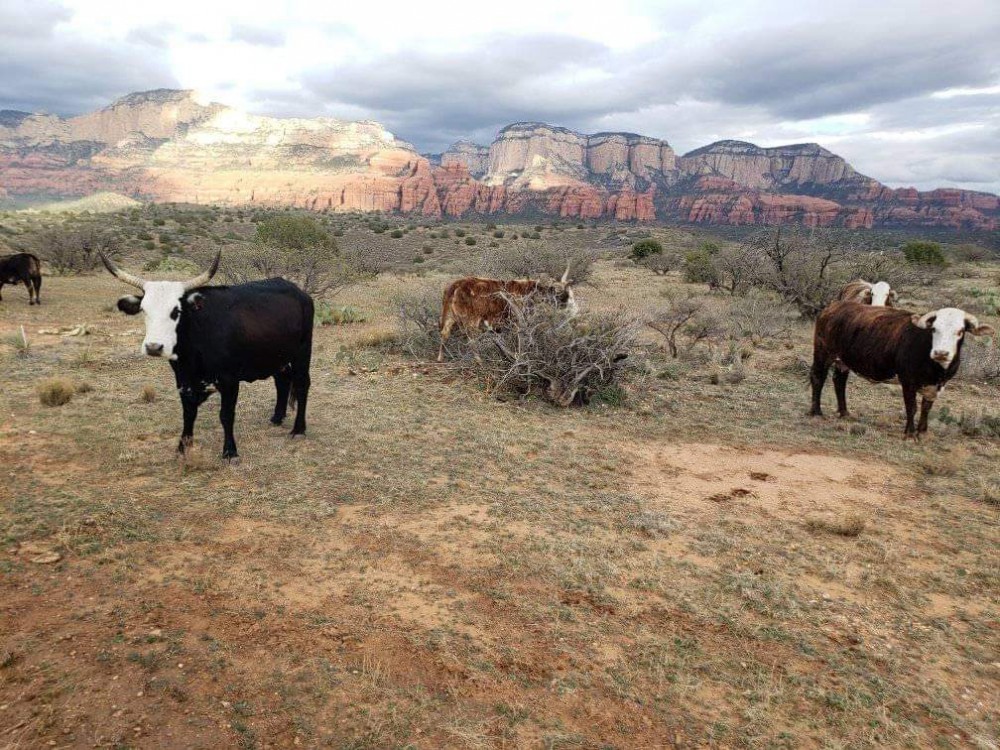 Arizona Safari Jeep Tours | Project Expedition
